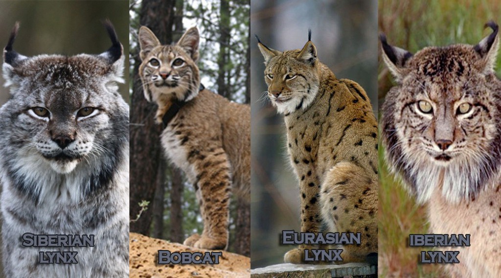 10 Intriguing Facts about the Siberian Lynx. My Heart Wept When I Saw ...